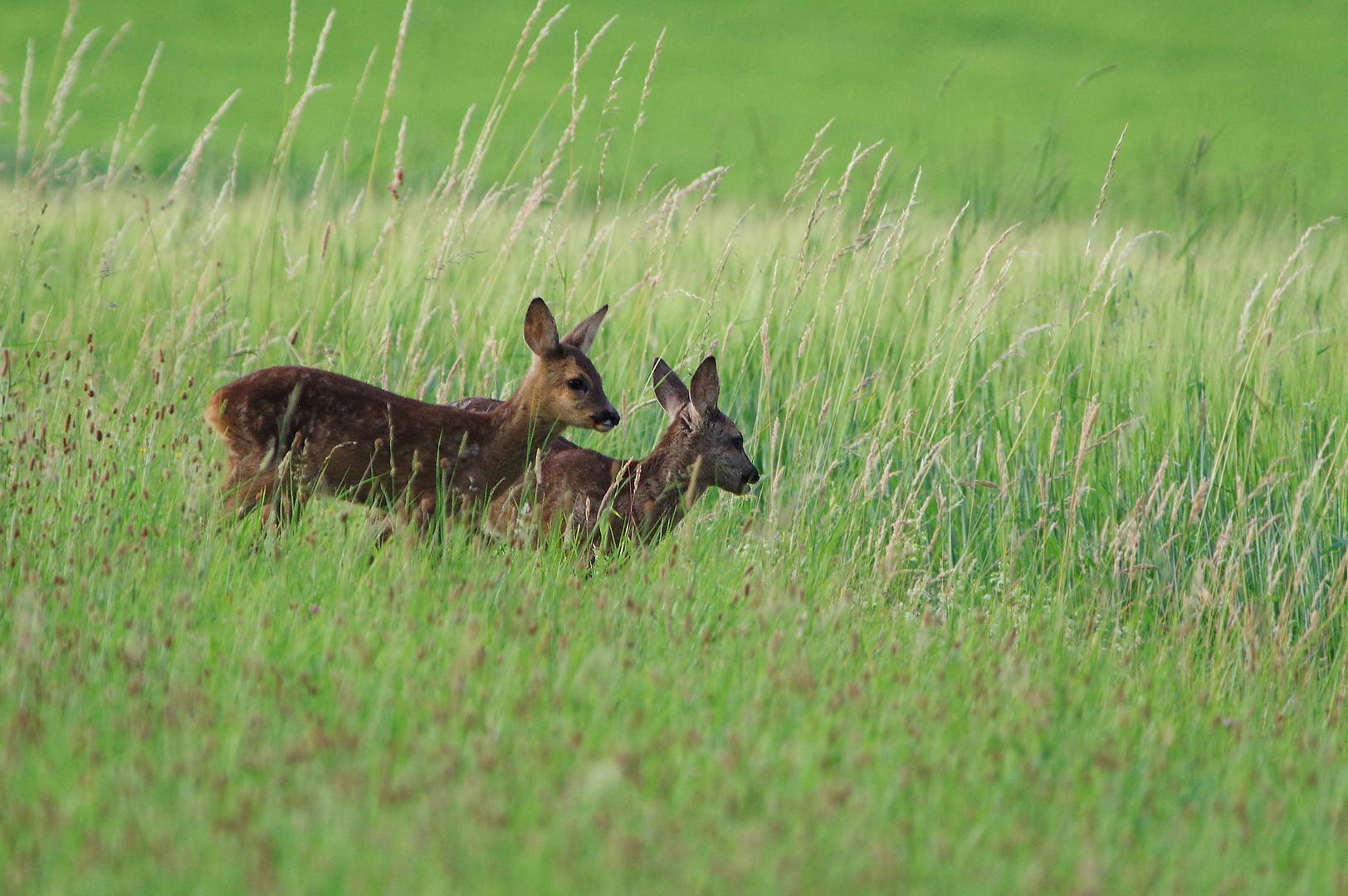 Rehkitze auf Entdeckungsreise Foto & Bild | tiere, wildlife, säugetiere ...