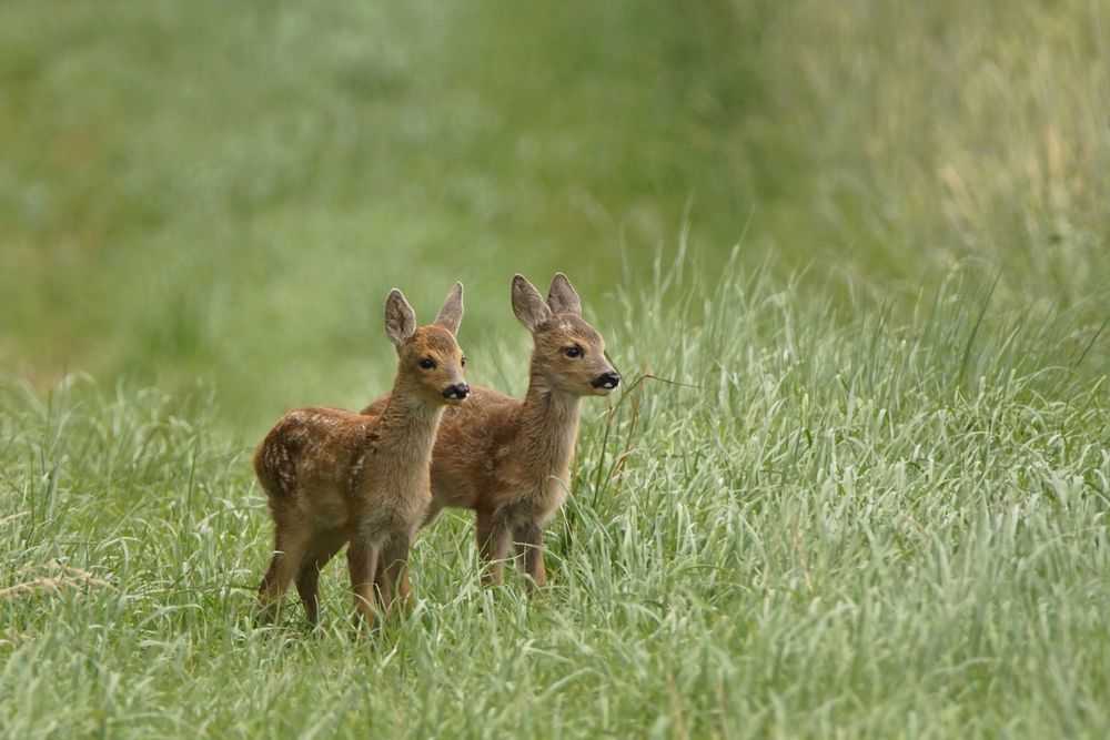Rehkitze Foto & Bild | tiere, wildlife, natur Bilder auf fotocommunity