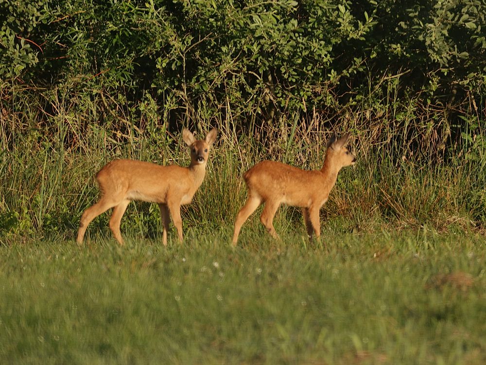 Rehkitze Foto & Bild | tiere, wildlife, säugetiere Bilder auf fotocommunity