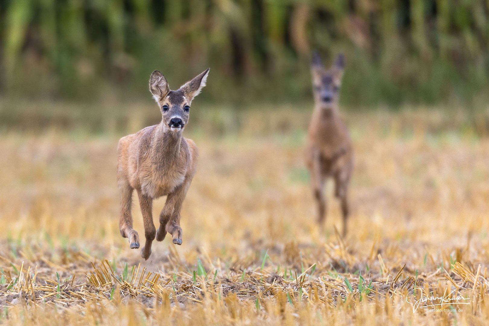 Rehkitze im Galopp Foto & Bild | tiere, wildlife, säugetiere Bilder auf ...