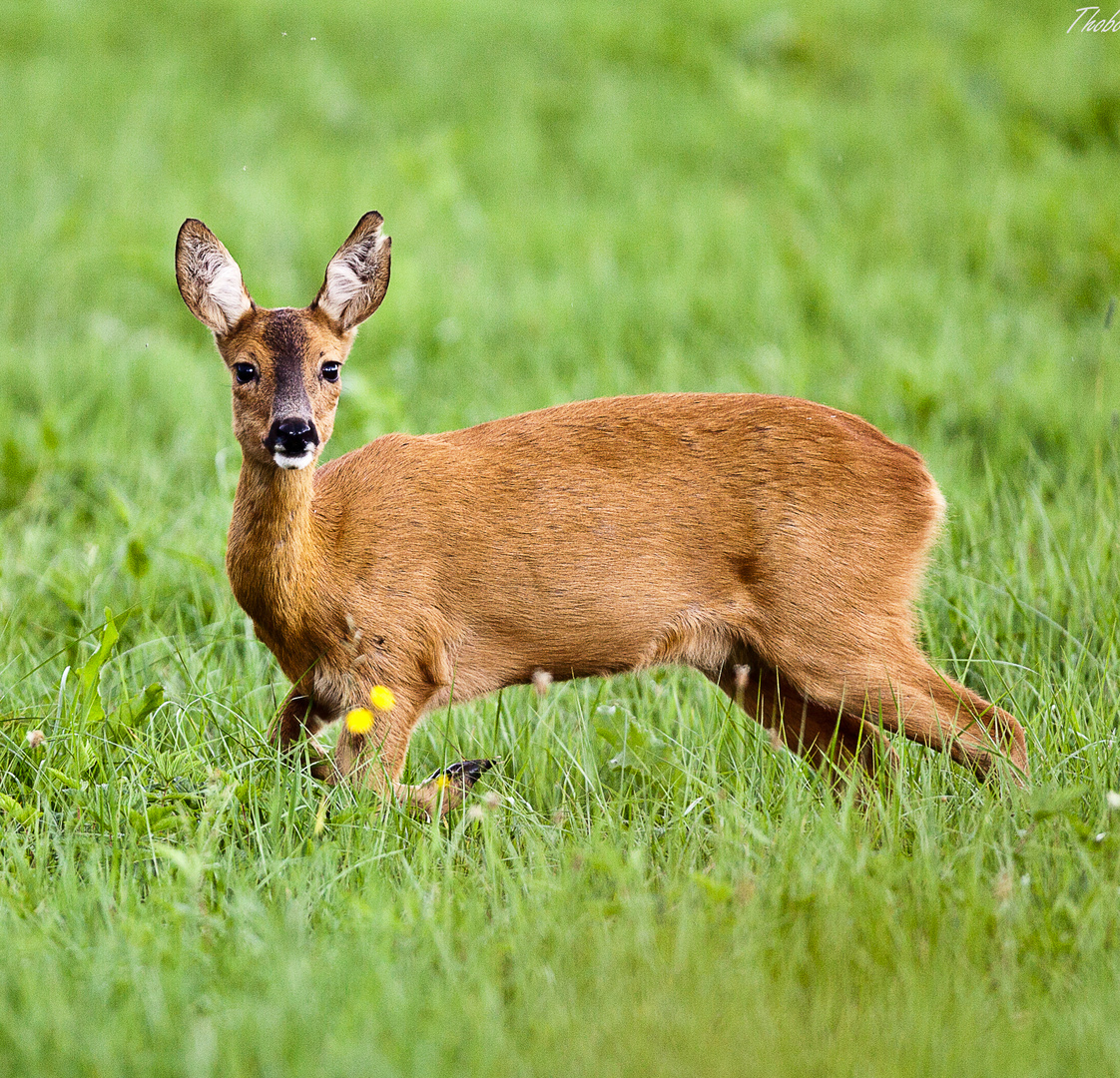 Rehkuh - Auge in Auge mit dem Fotografen Foto & Bild | tiere, wildlife ...