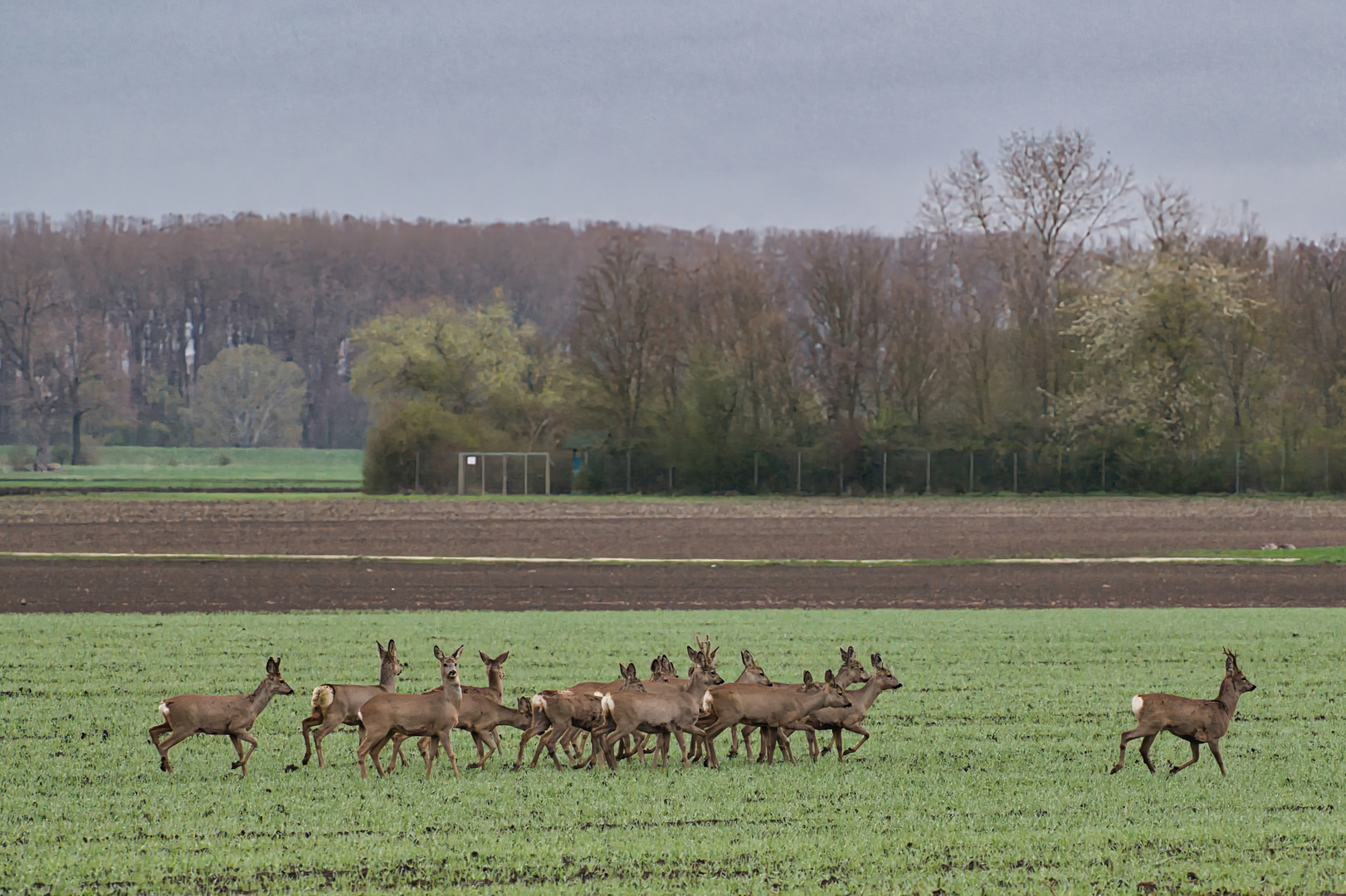 Rehrudel Teil 2 Foto & Bild | tiere, wildlife, säugetiere Bilder auf ...