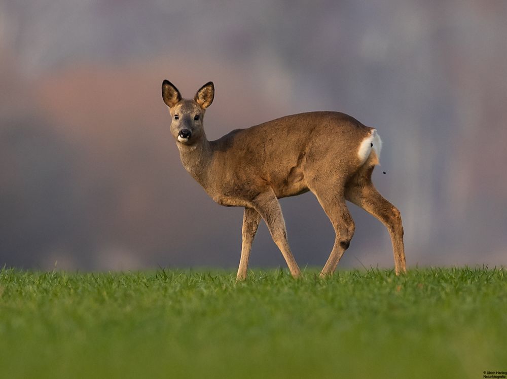 Rehwild 1 (1 von 1) Foto & Bild | natur, wildlife Bilder auf fotocommunity