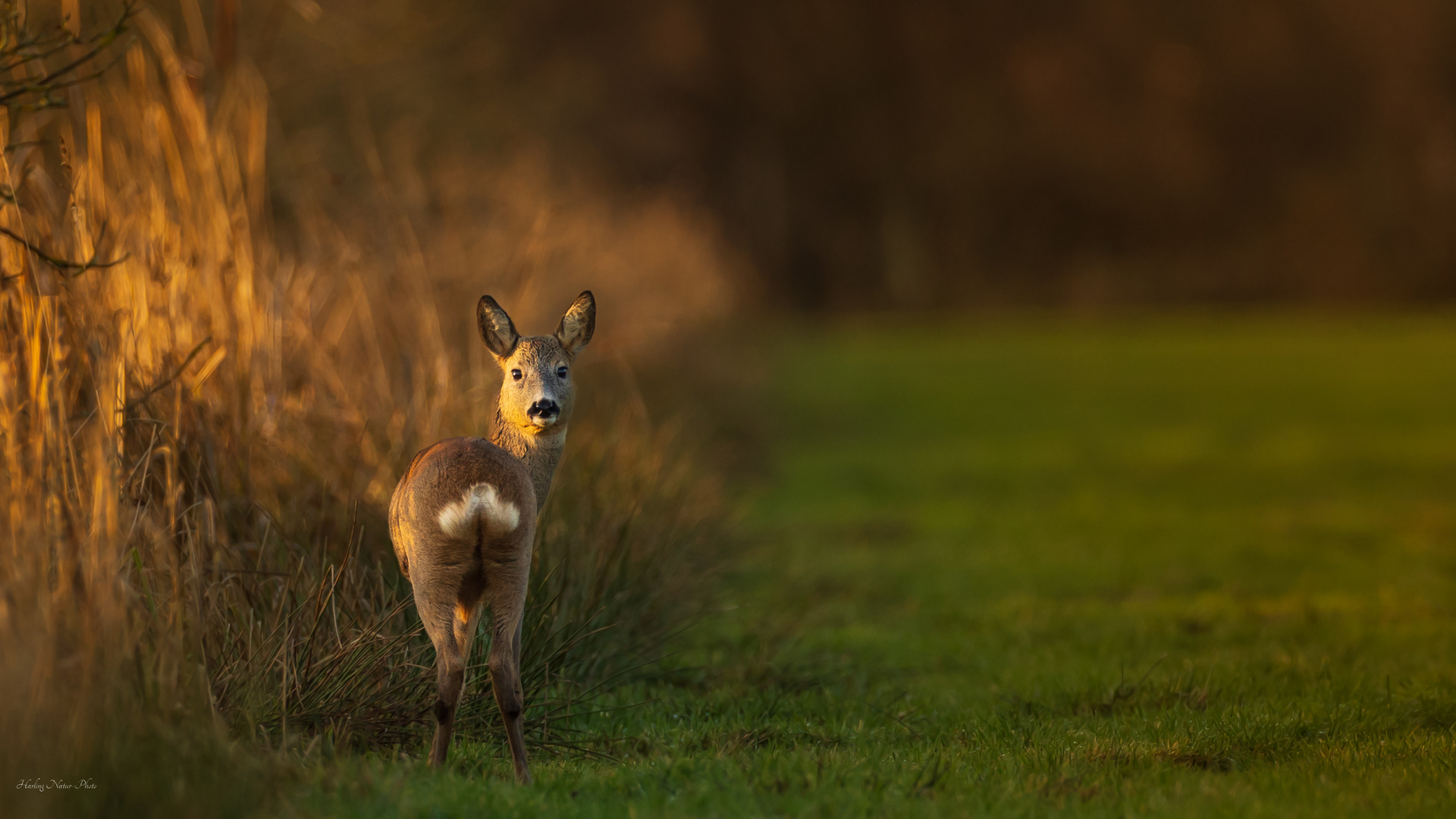 Rehwild 2021 Dez.03 (1 von 1) Foto & Bild | natur, tiere, wildlife ...