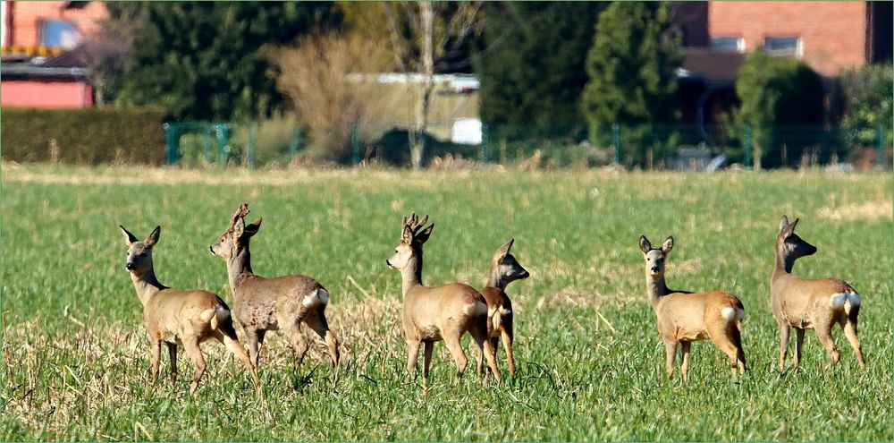 Rehwild Foto & Bild | tiere, wildlife, säugetiere Bilder auf fotocommunity