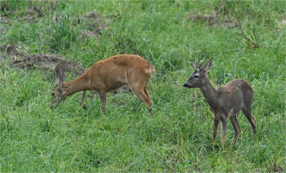Rehwild Foto & Bild | tiere, wildlife, säugetiere Bilder auf fotocommunity