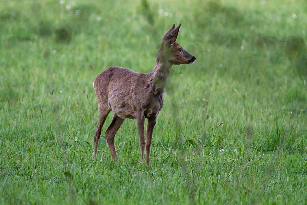 Rehwild Foto & Bild | tiere, wildlife, säugetiere Bilder auf fotocommunity
