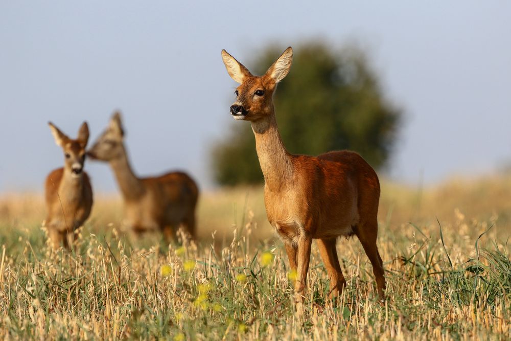 Rehwild Foto & Bild | tiere, wildlife, säugetiere Bilder auf fotocommunity