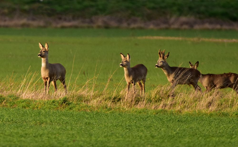 Rehwild Foto & Bild | tiere, wildlife, säugetiere Bilder auf fotocommunity