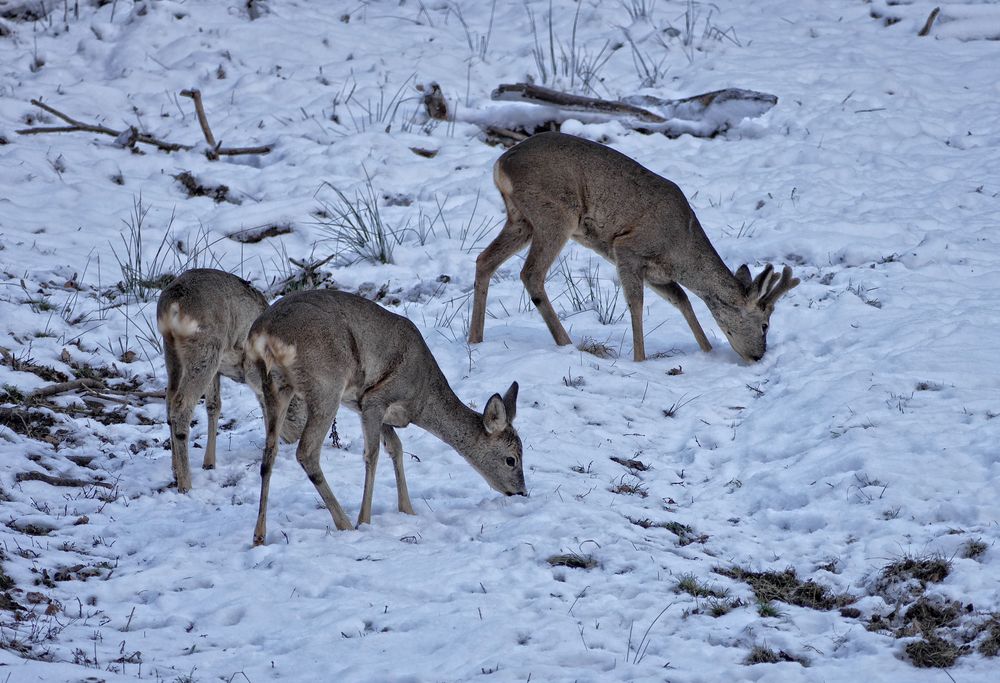 Rehwild Foto & Bild | wald, winter, tiere Bilder auf fotocommunity