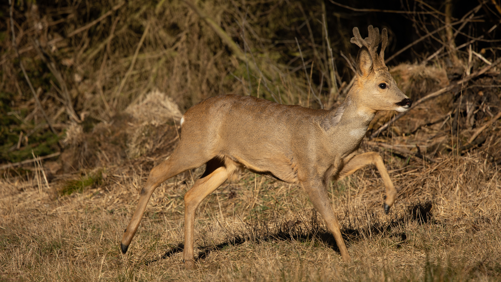 Rehwild Bastsbock-0137 Foto & Bild | tiere, wildlife, natur Bilder auf ...