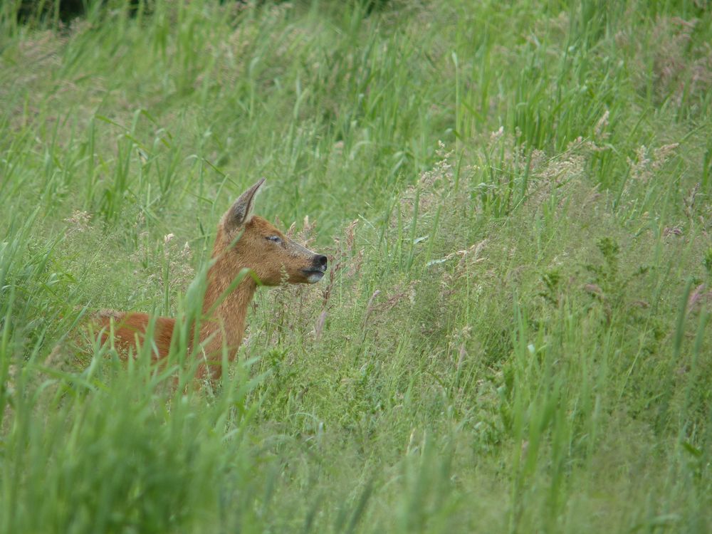 Rehwild Foto & Bild | tiere, wildlife, säugetiere Bilder auf fotocommunity