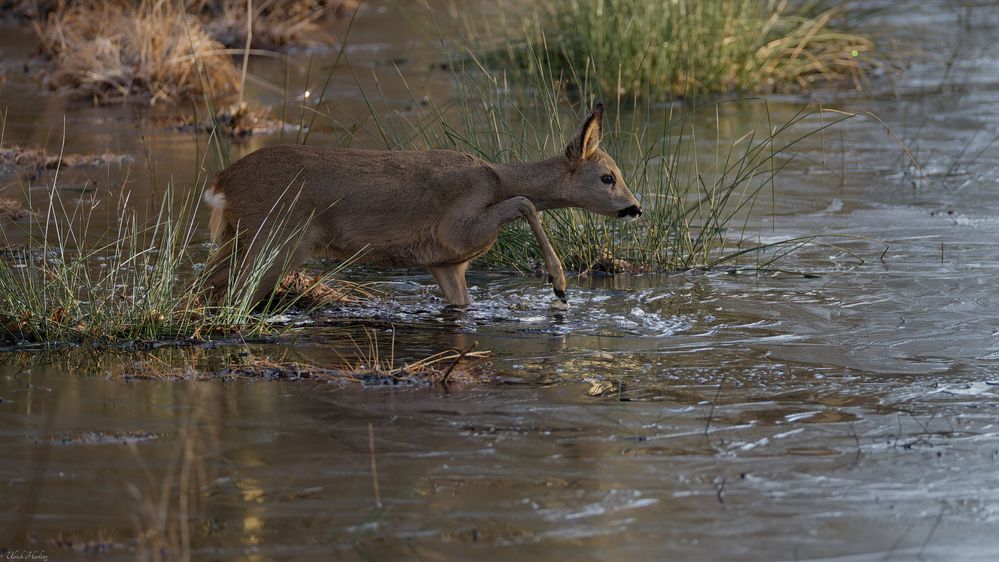 Rehwild Foto & Bild | tiere, wildlife, wasser Bilder auf fotocommunity