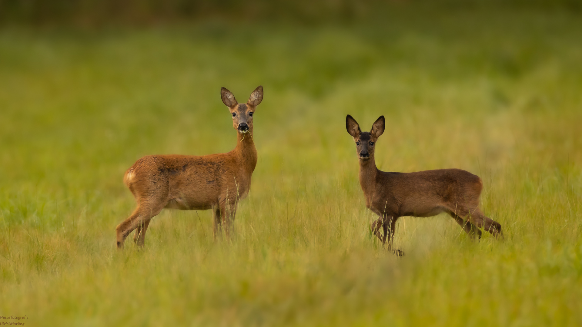Rehwild Ehra-Holz (1 von 1) Foto & Bild | natur, tiere, wildlife Bilder ...