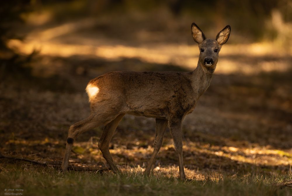 Rehwild einmal nah.....-1 Foto & Bild | natur, tiere, wildlife Bilder ...
