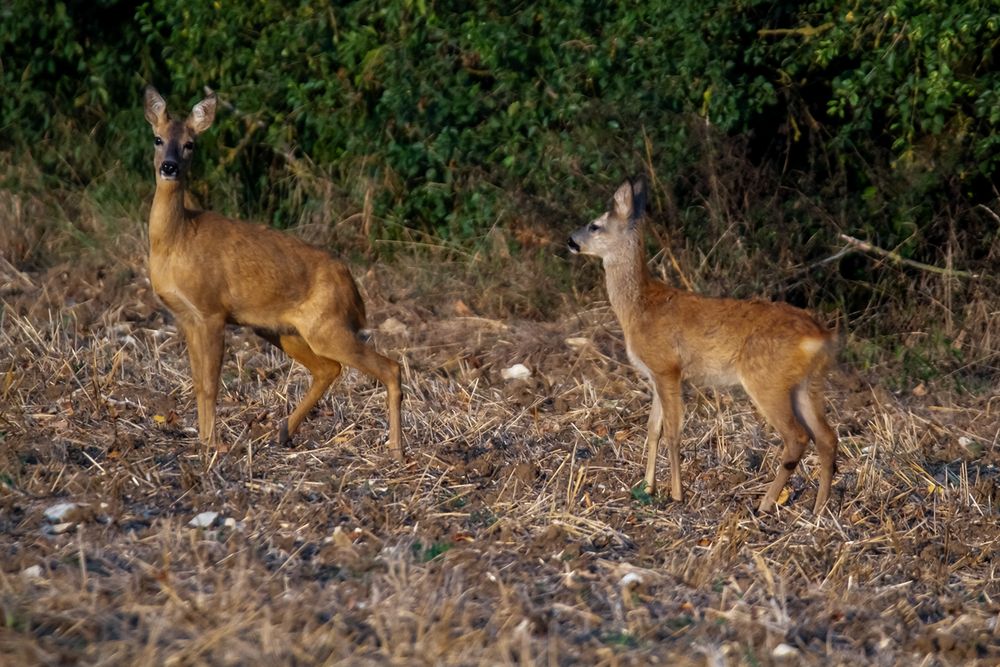 Rehwild - Familienausflug Foto & Bild | natur, tiere, wildlife Bilder ...