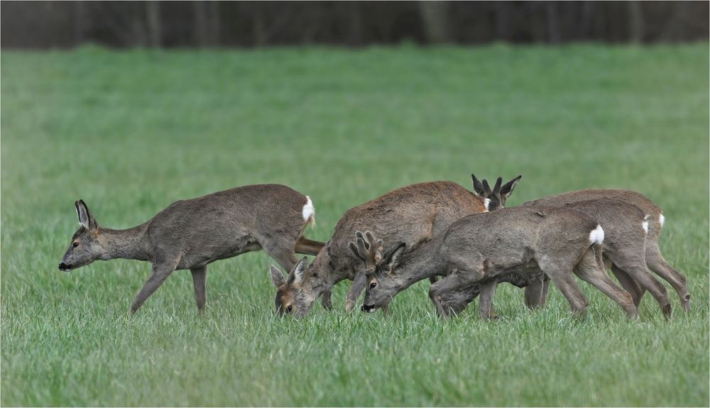 Rehwild Foto & Bild | tiere, wildlife, säugetiere Bilder auf fotocommunity