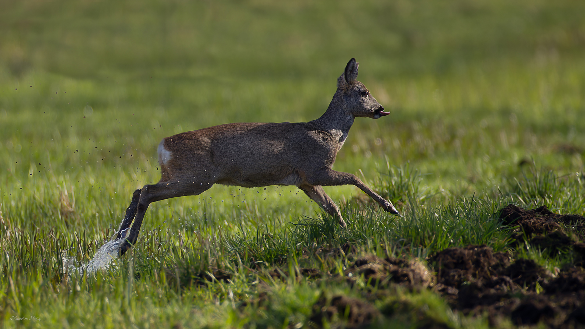 Rehwild flüchig Foto & Bild | tiere, wildlife, natur Bilder auf ...