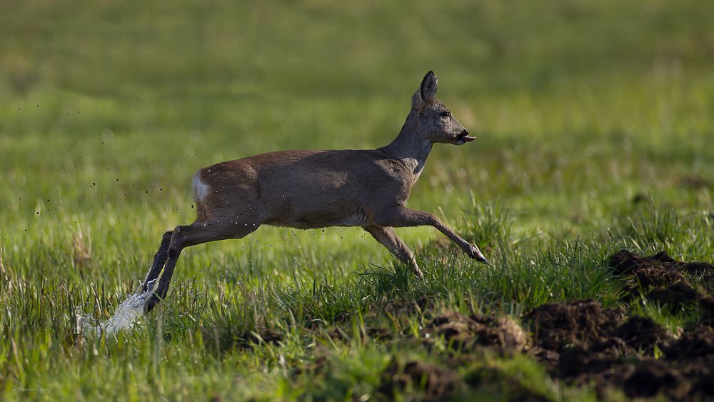 Rehwild flüchig Foto & Bild | tiere, wildlife, natur Bilder auf ...