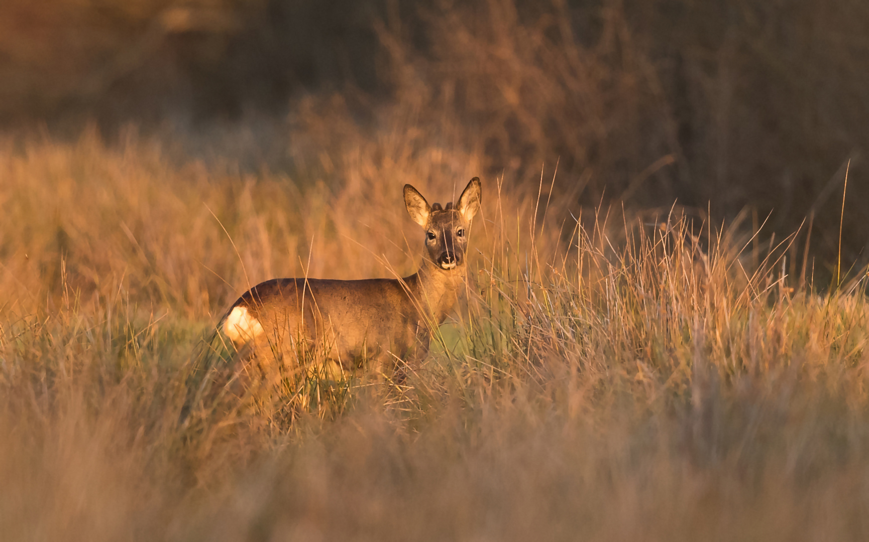 Rehwild im Abendlicht 1 Foto & Bild | natur, wildlife Bilder auf ...