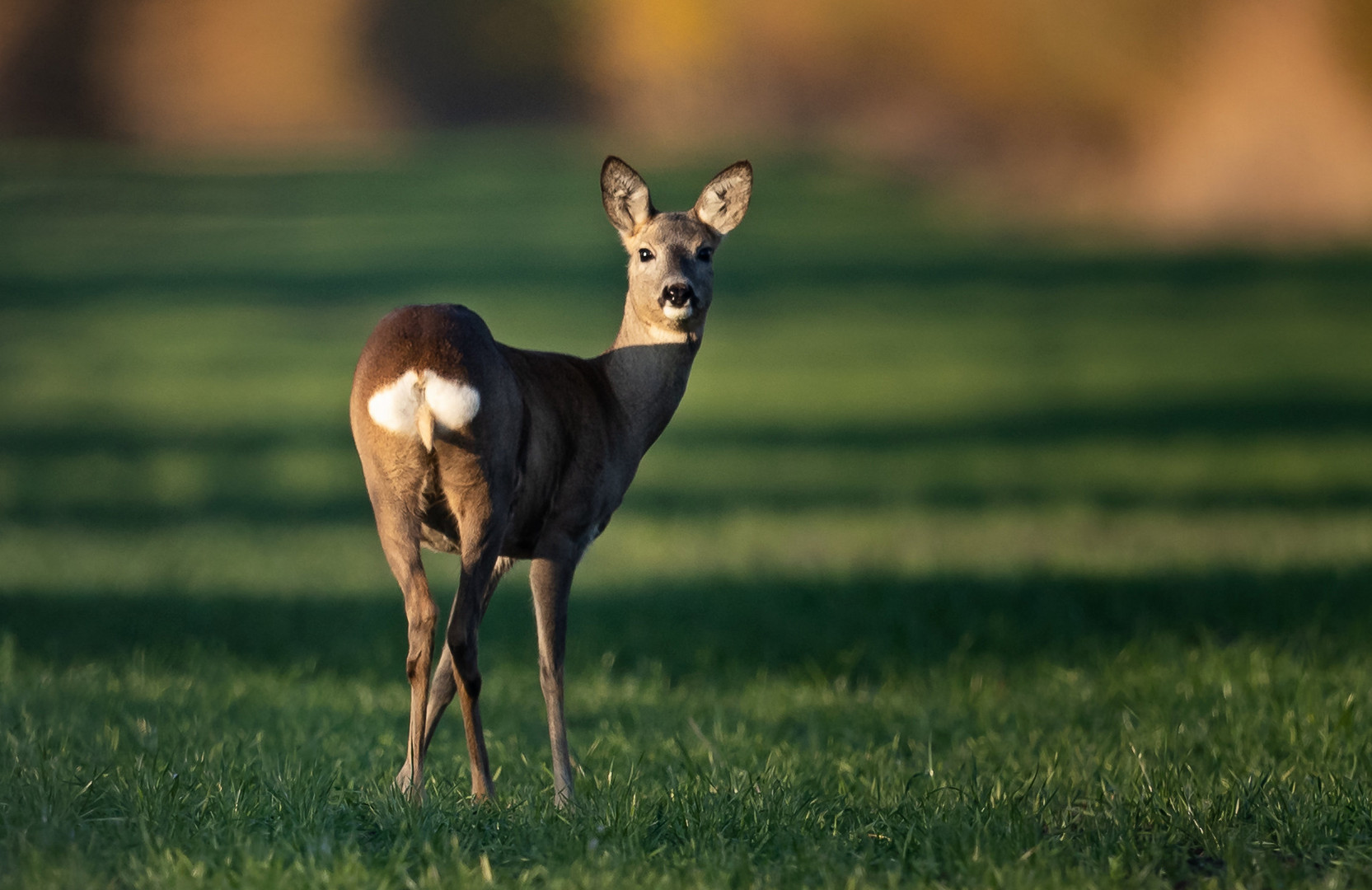 Rehwild im Herbst -9768 Foto & Bild | natur, wildlife Bilder auf ...