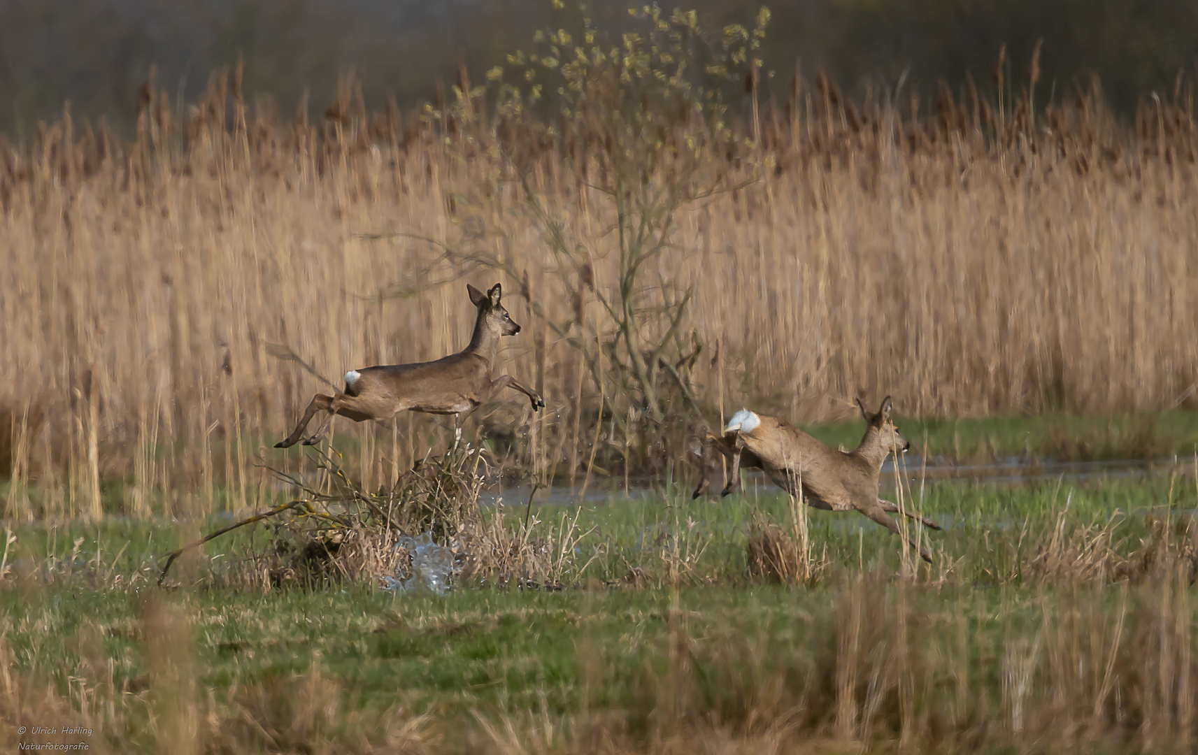 Rehwild im Sprung Foto & Bild | natur, wildlife Bilder auf fotocommunity