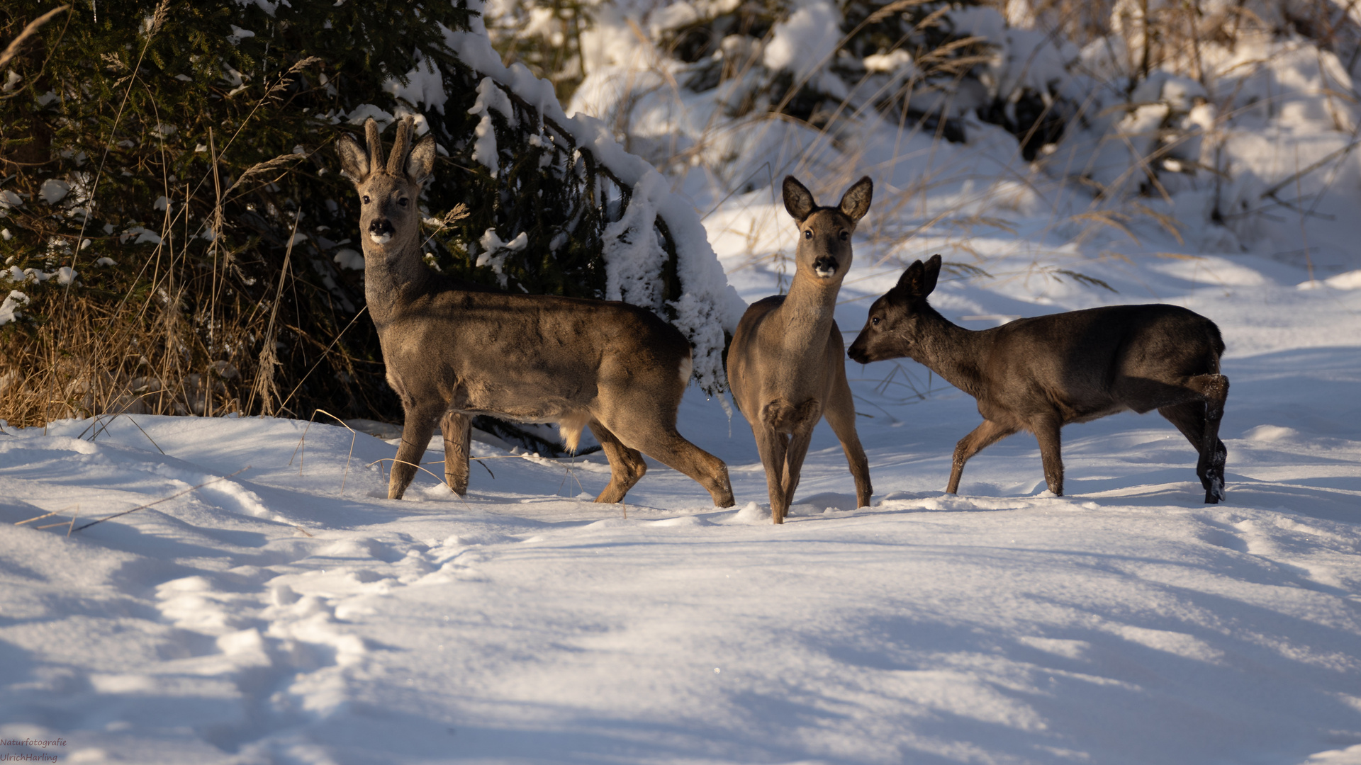 Rehwild im Winter 2021-5716 Foto & Bild | landschaft, jahreszeiten ...
