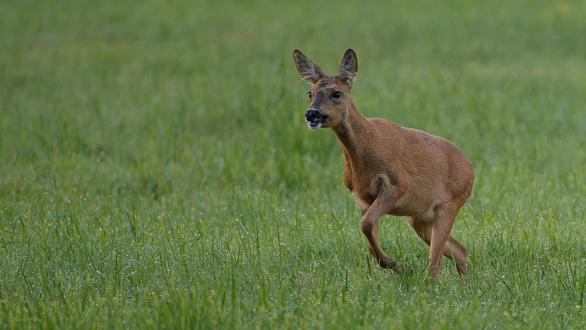 Rehwild vor Sonnenaufgang Foto & Bild | tiere, wildlife, fotos Bilder ...