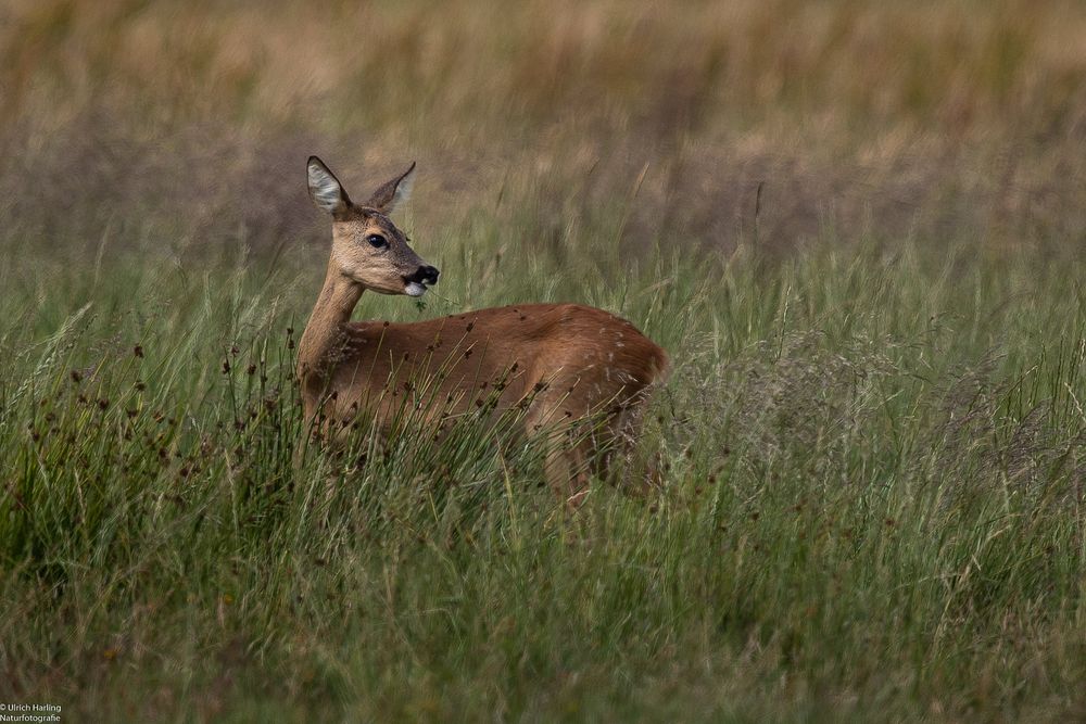 Rehwild Wiese-1 Foto & Bild | harling ulrich, natur, wildlife Bilder ...