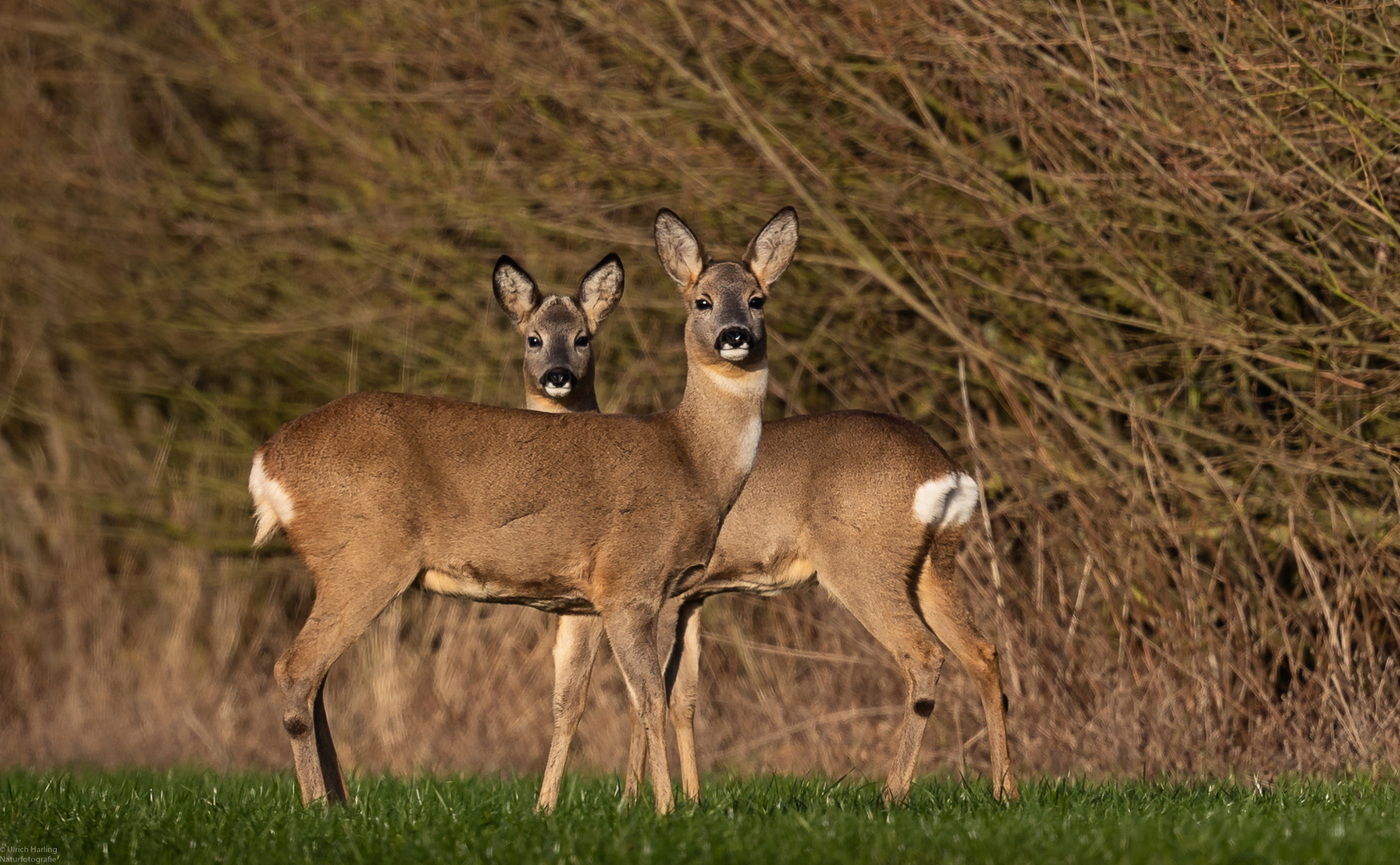 Rehwild Wintersonne Foto & Bild | natur, wildlife Bilder auf fotocommunity