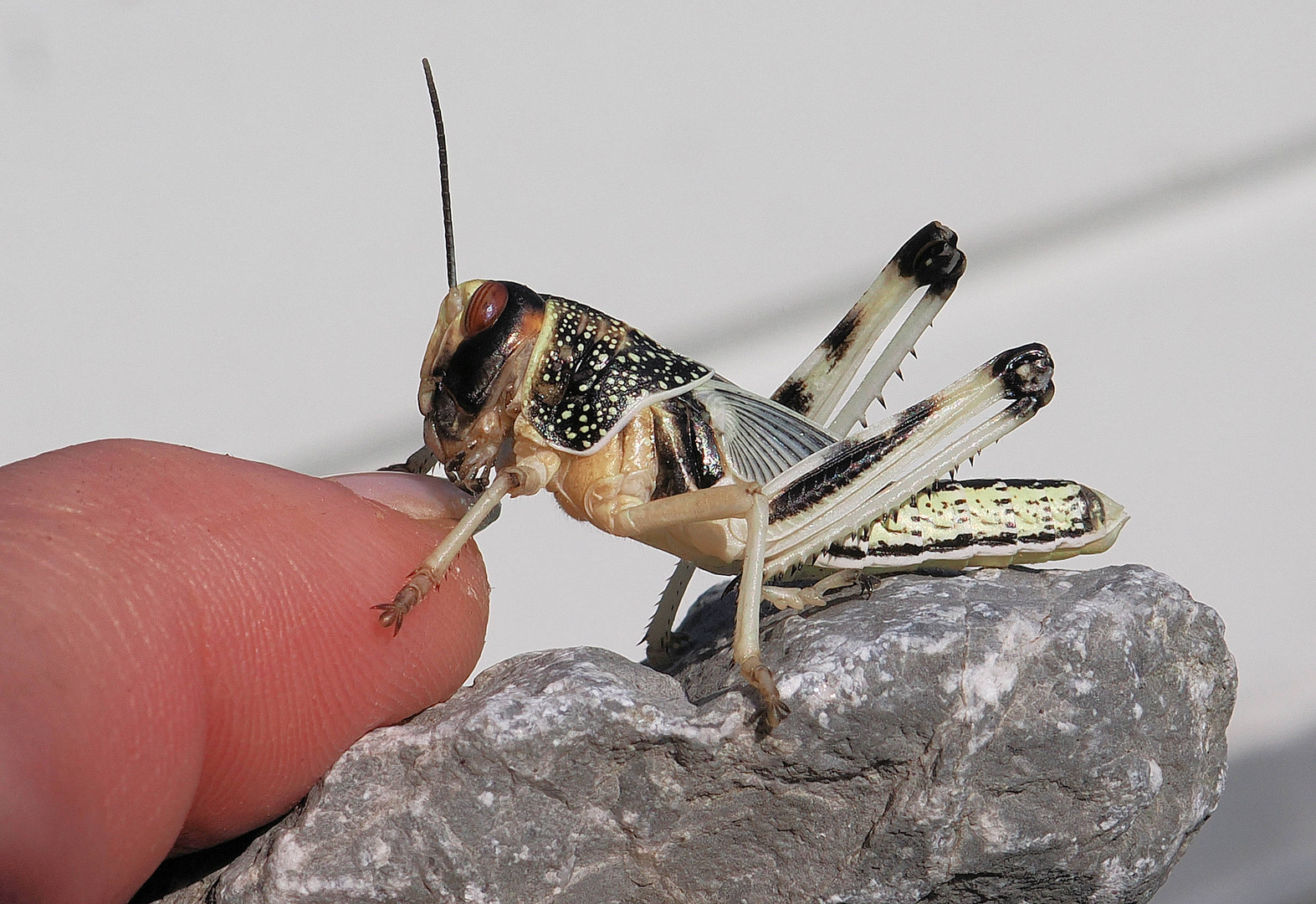 Reich mir die Flosse Genosse … Foto & Bild | natur, insekt, insekten ...