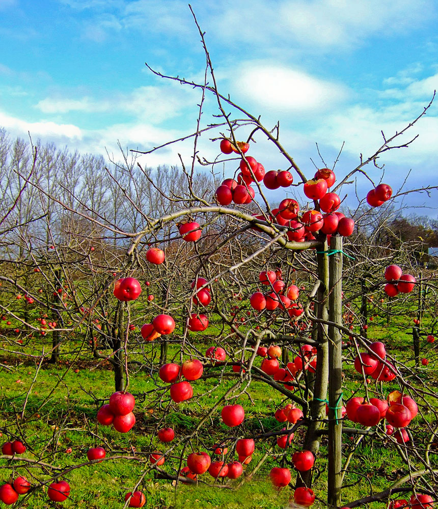 reiche Ernte Foto & Bild | jahreszeiten, herbst, reisebilder Bilder auf ...