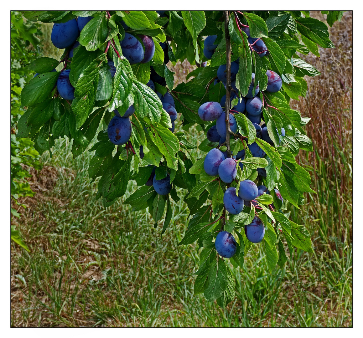 Reiche Ernte Foto & Bild | natur, pflanzen, früchte pflaumen Bilder auf ...