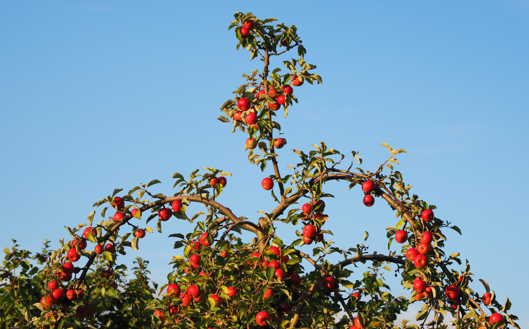 reiche ernte Foto & Bild | pflanzen, pilze & flechten, bäume, obstbäume ...