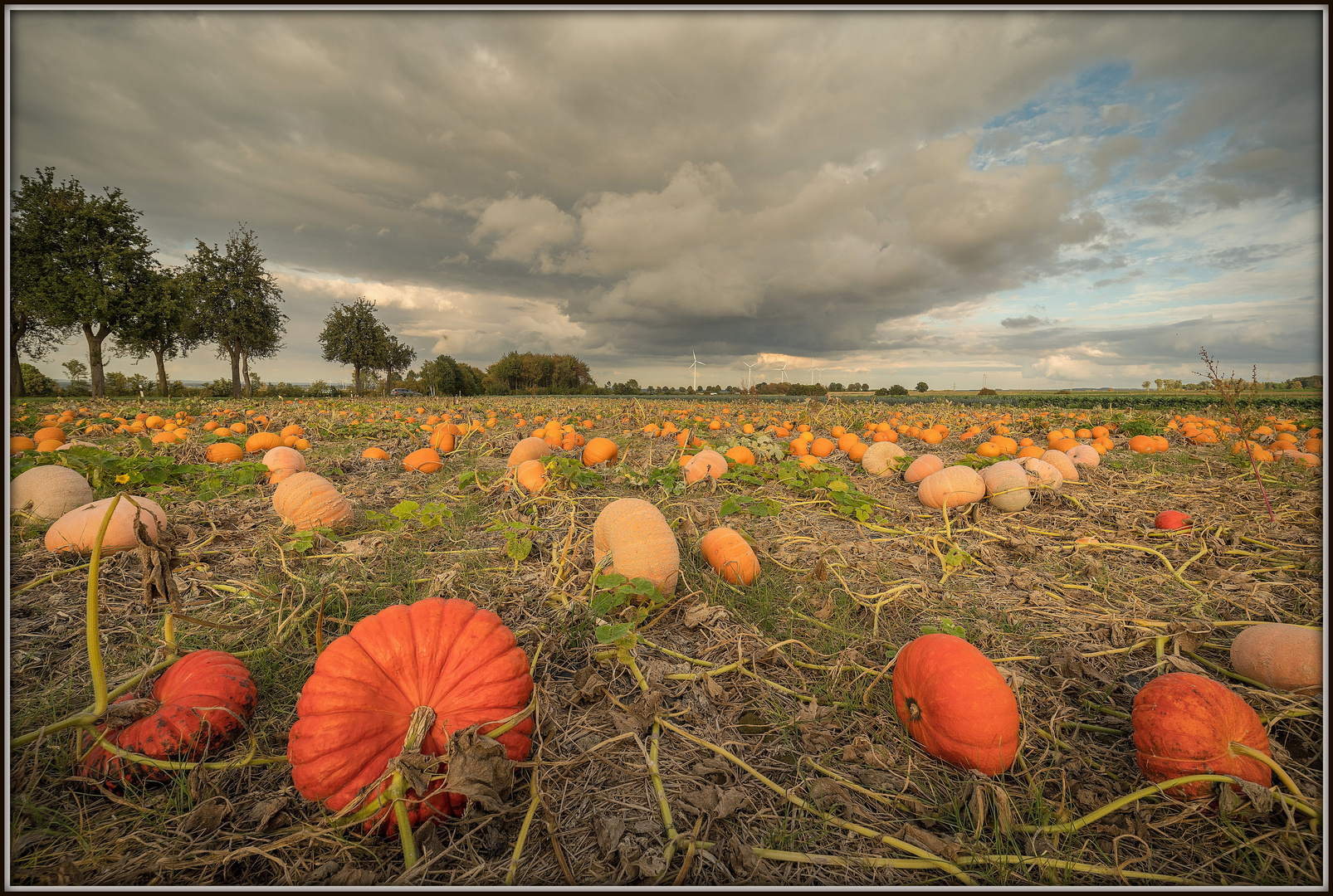 Reiche Ernte... Foto & Bild | deutschland, europe, nordrhein- westfalen ...