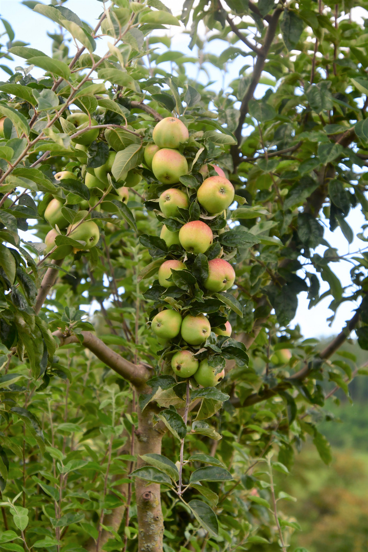 Reiche Ernte Foto & Bild | pflanzen, pilze & flechten, landschaft ...