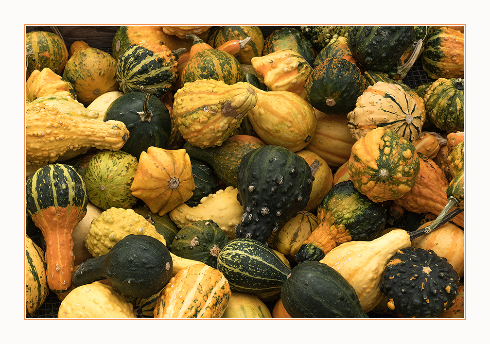 Reiche Ernte Foto & Bild | pflanzen, pilze & flechten, früchte und ...