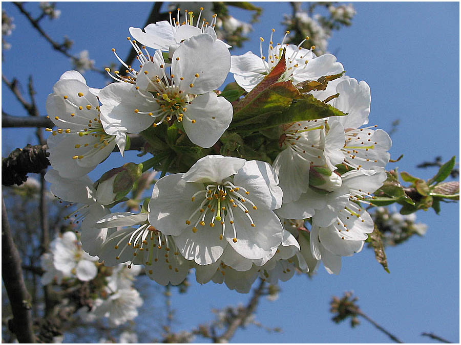 Reiche Ernte.... Foto & Bild | pflanzen, pilze & flechten, natur Bilder ...
