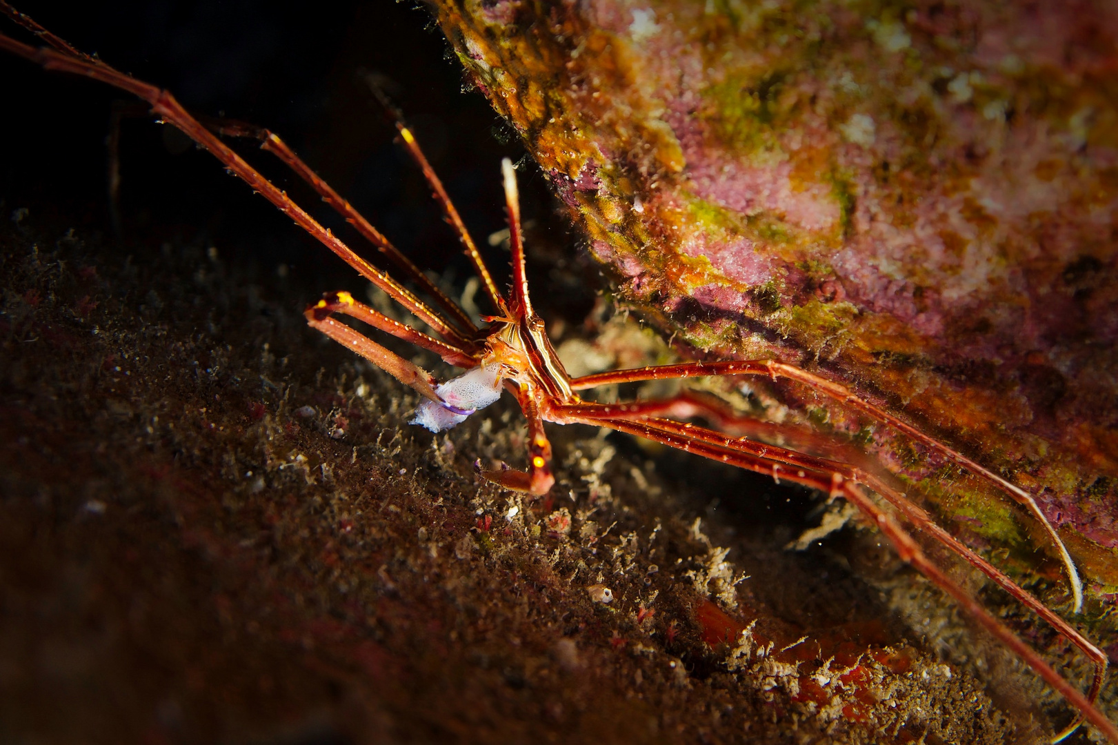 reichliches Mahl Foto & Bild | europe, portugal, tiere Bilder auf ...