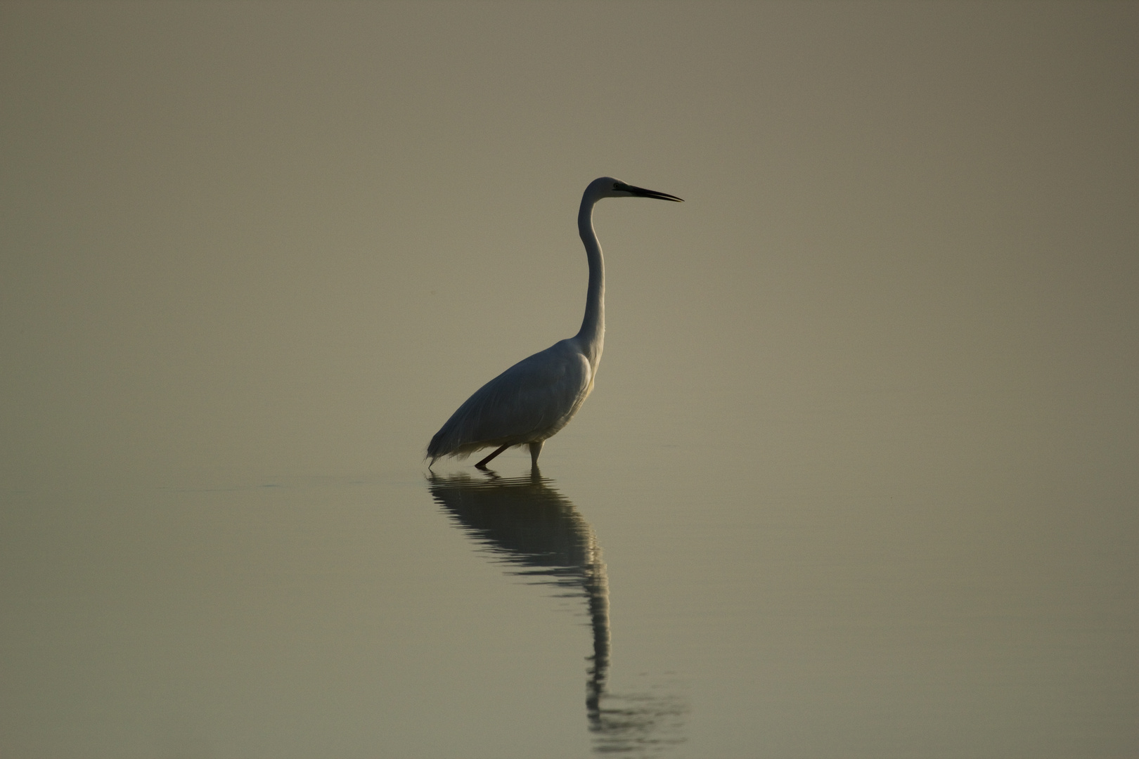 Reier Foto & Bild | underwater, nature Bilder auf fotocommunity