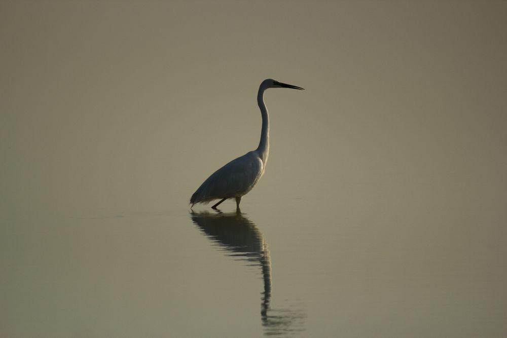 Reier Foto & Bild | underwater, nature Bilder auf fotocommunity