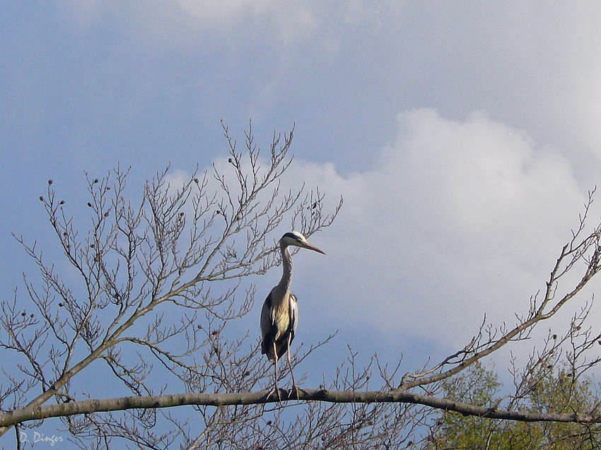 Reier in der Sonne (2) Foto & Bild | tiere, wildlife, wild lebende ...