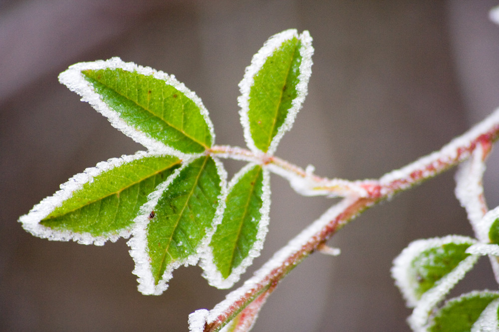 Reif Foto & Bild | archiv, archiv 2007-2008, wintergeschichten Bilder ...