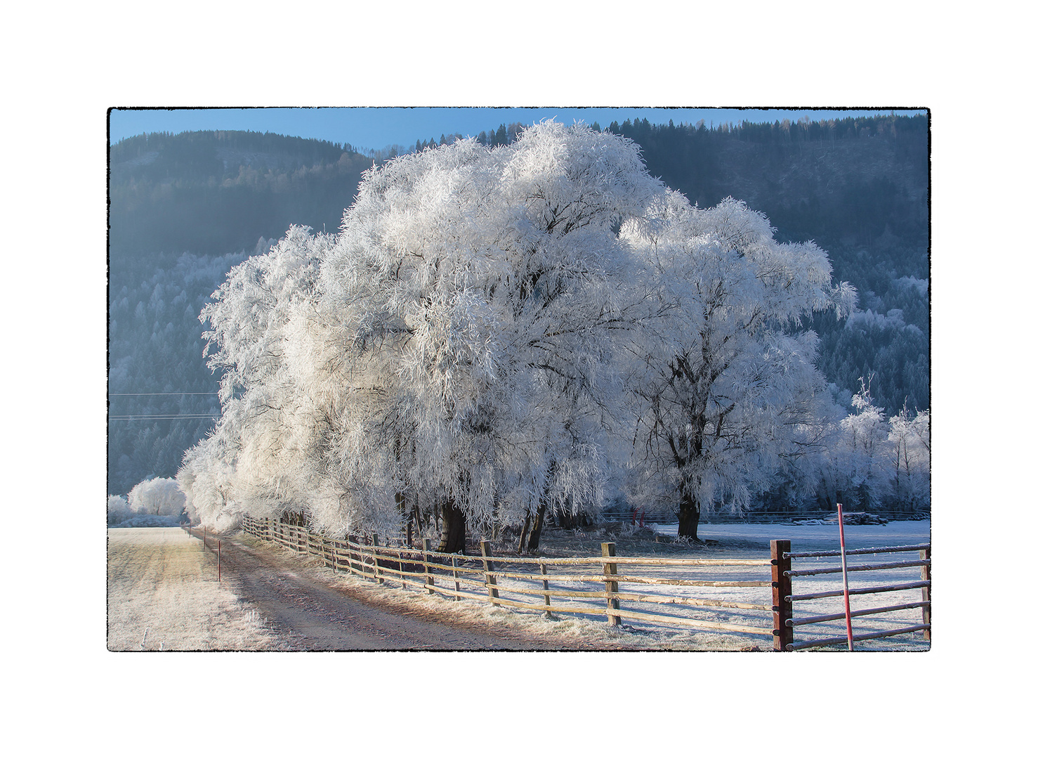 ---reif--- Foto & Bild | winter, baum, natur Bilder auf fotocommunity