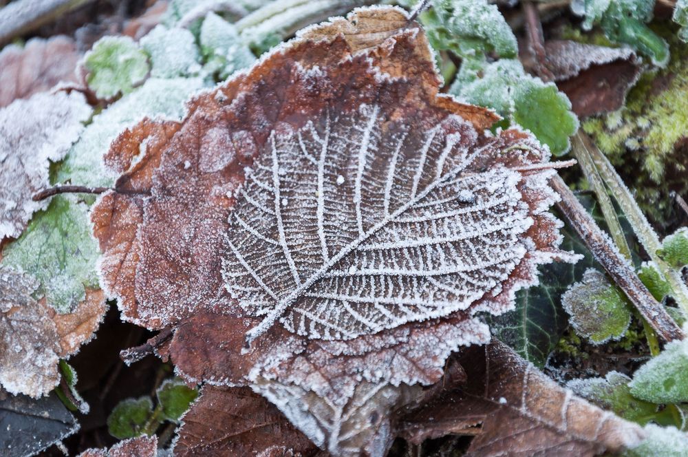 Reif Foto & Bild | pflanzen, pilze & flechten, sonstiges, bäume Bilder ...