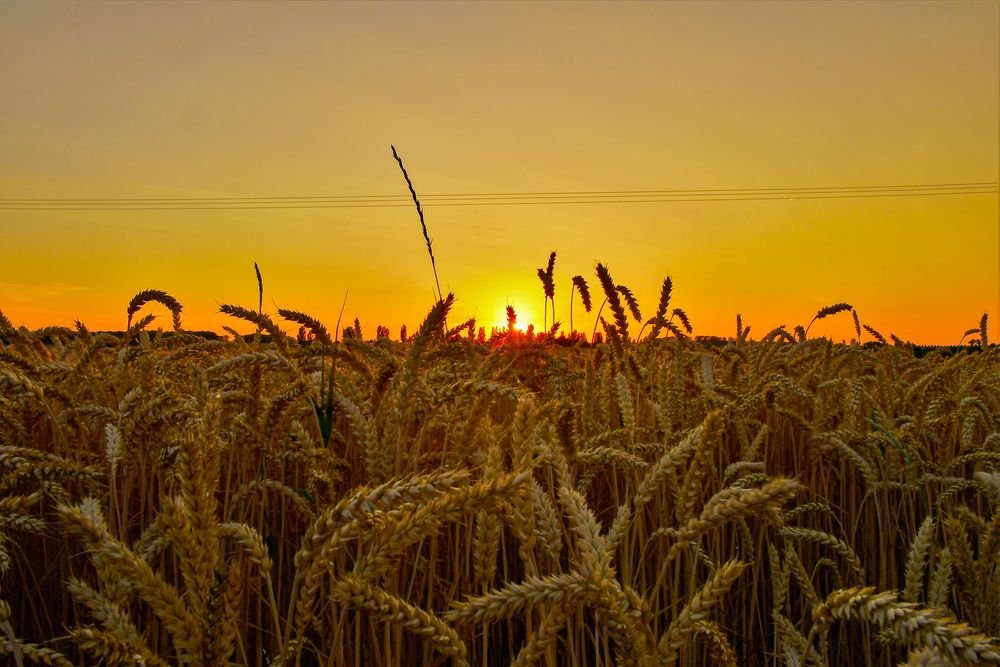 Reif für die Ernte Foto & Bild | landschaft, Äcker, felder & wiesen ...
