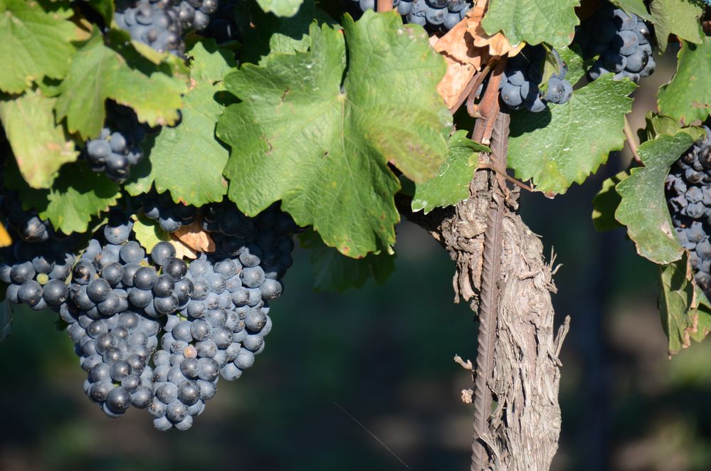 reife Trauben Foto & Bild | europe, Österreich, burgenland Bilder auf ...