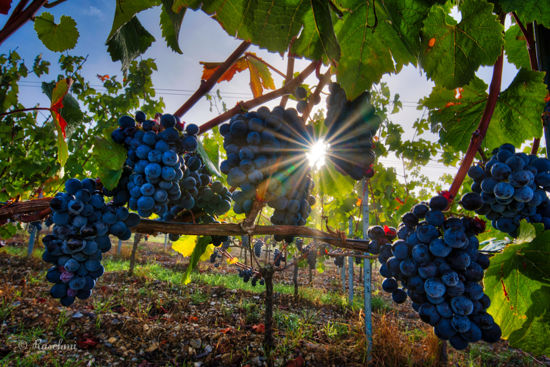REIFE TRAUBEN IM SONNENLICHT Foto & Bild | landschaft, jahreszeiten ...