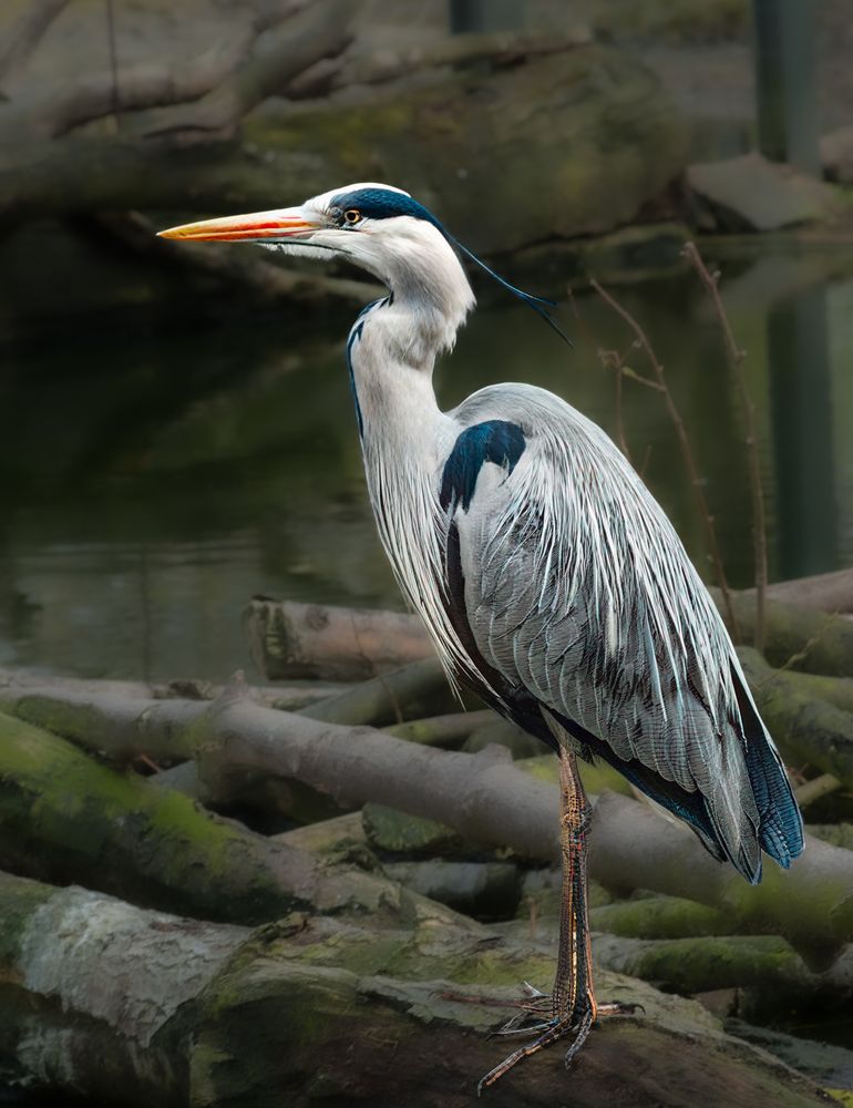 Reiger photo & image | nature, animals, birds images at photo community