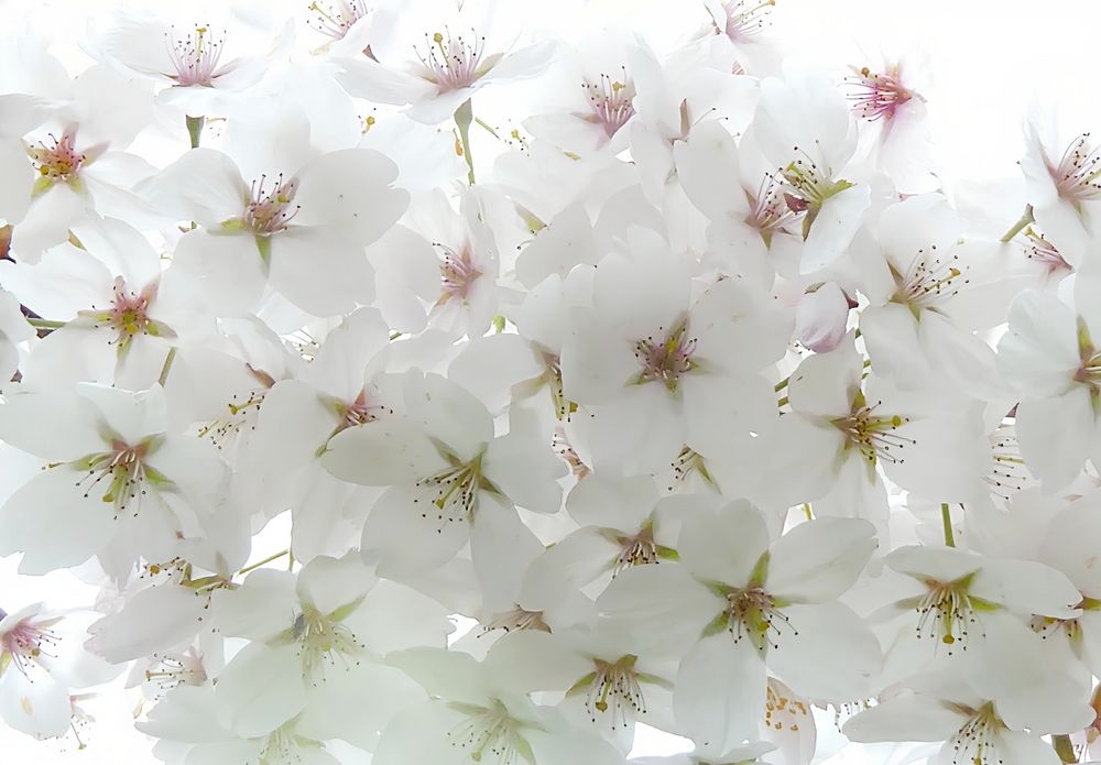 Reih um Blüten.... Foto & Bild | pflanzen, pilze & flechten, bäume ...